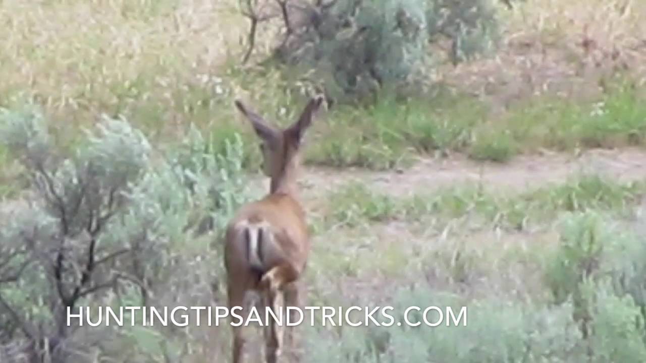 Mule Deer Velvet Buck Eastern Washington - YouTube