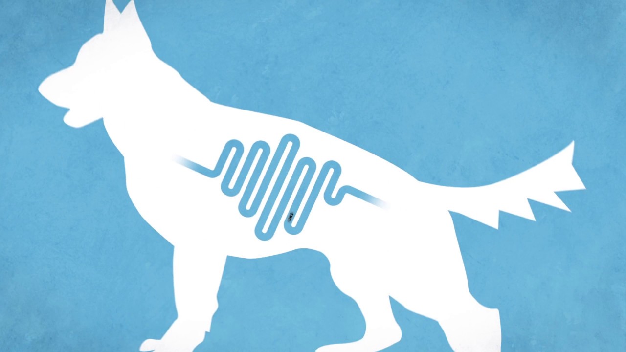 Introducing ALICAM™ - YouTube