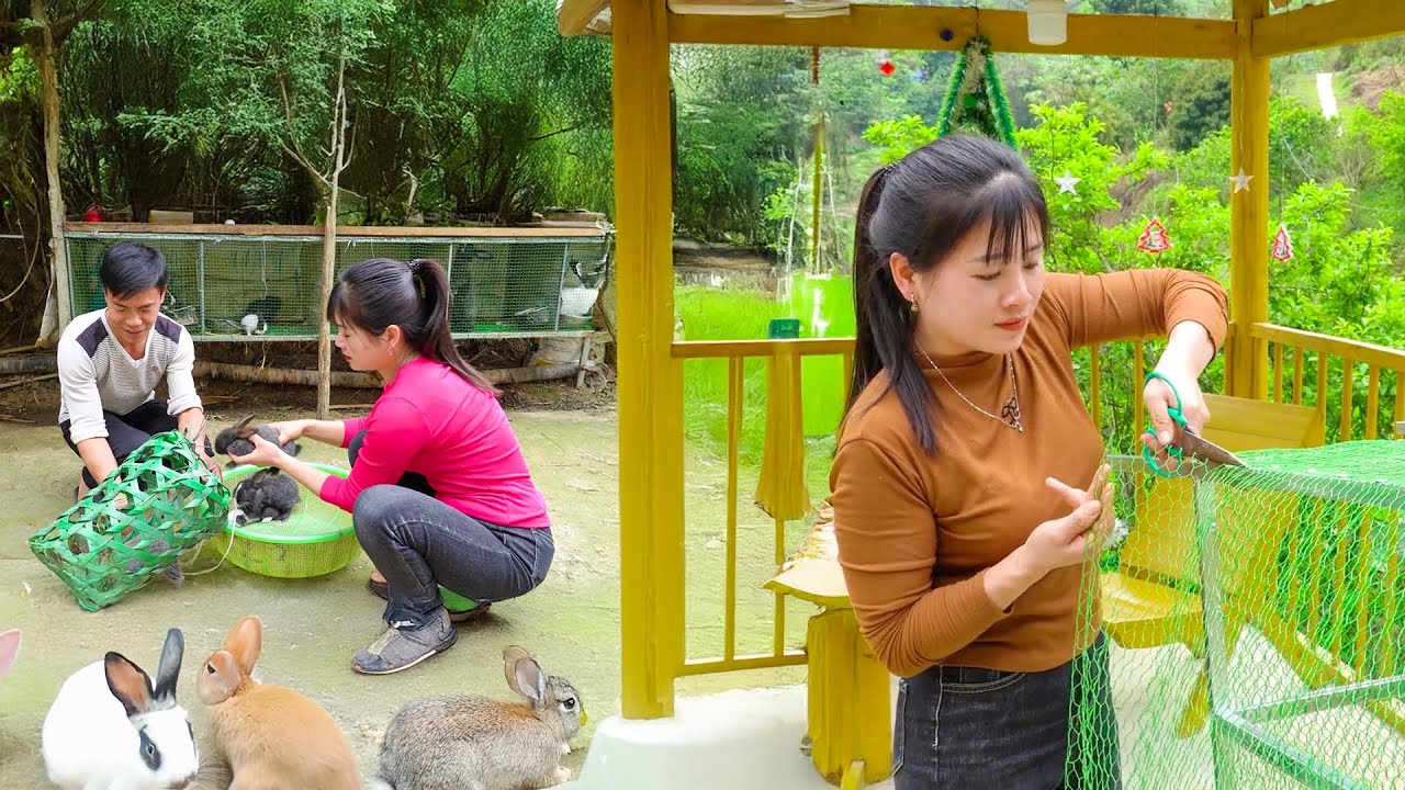 DIY Rabbit Cage Using Iron and Plastic Mesh – Buying Rabbits to Raise ...