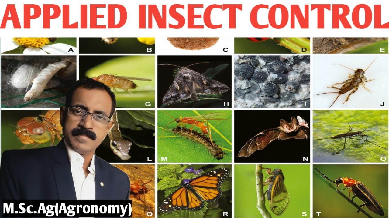 APPLIED INSECT CONTROL - YouTube