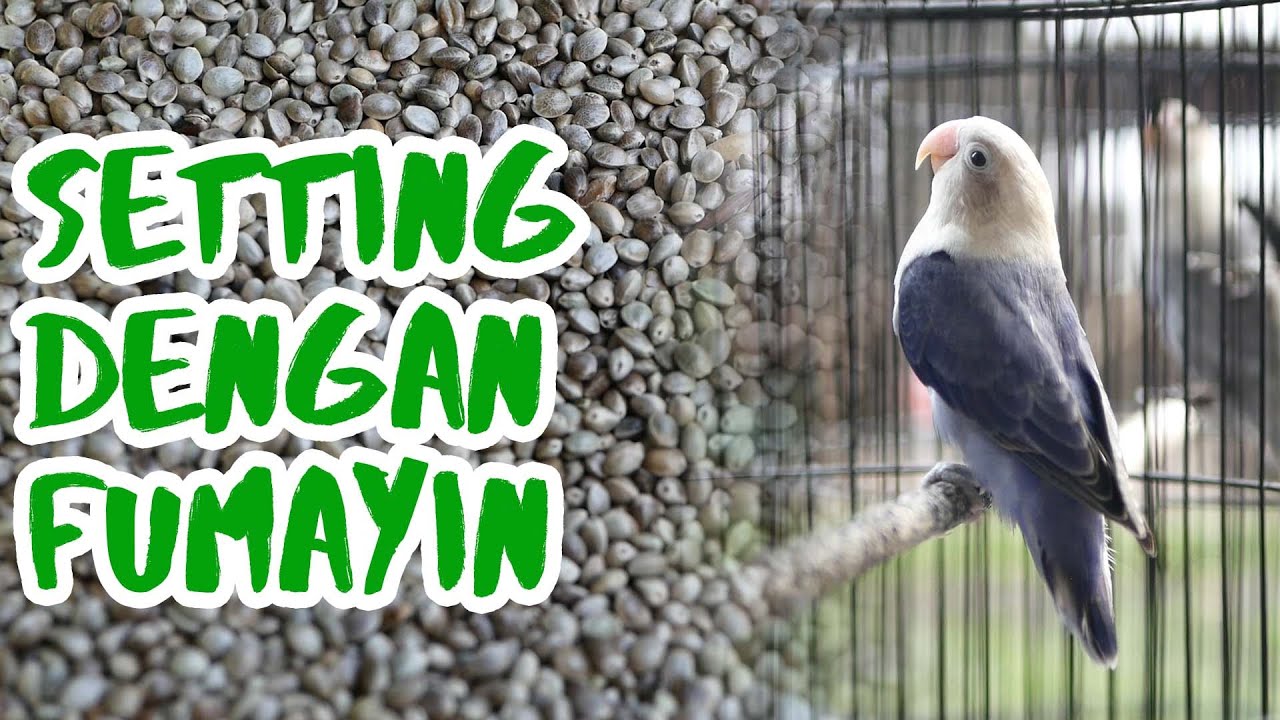 Cara sukses setting lovebird dengan fumayin - YouTube