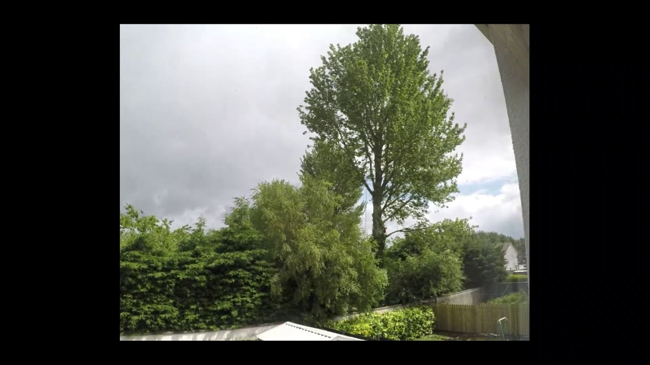 Felling a 100 Foot Tree in a Residential Area (Time Lapse) - YouTube Music