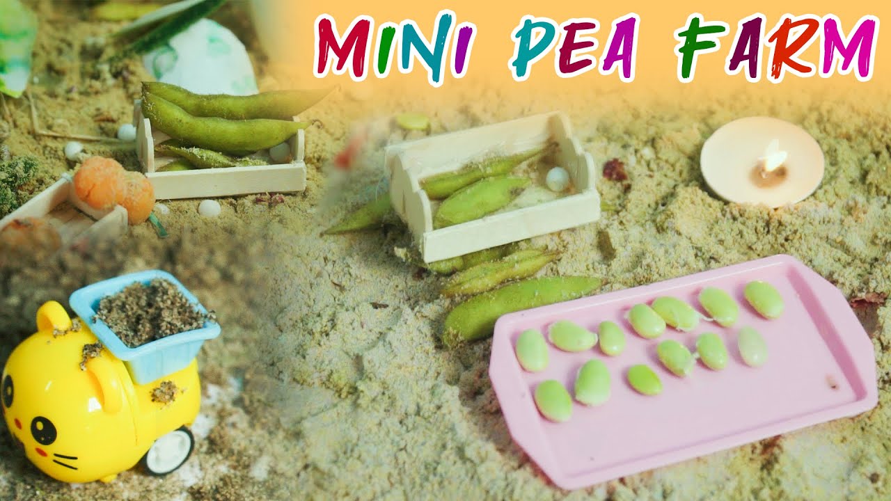 Mini Pea Farm | Harvesting small peas at bebe color farm | Stopmotion ...