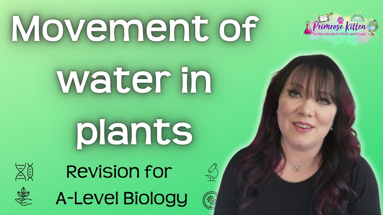 Movement of water in plants | Revision for Biology A-Level - YouTube