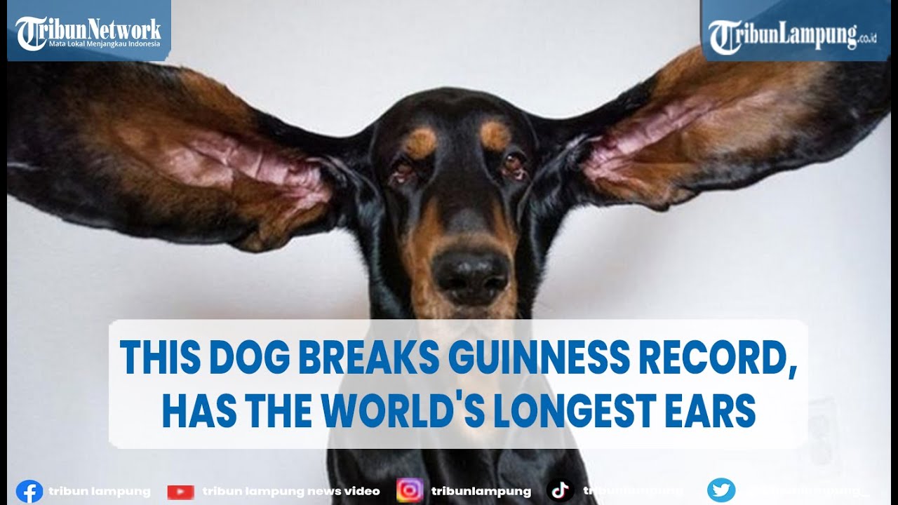 Worlds Biggest Ears This Animal Has The Biggest Ears On Earth