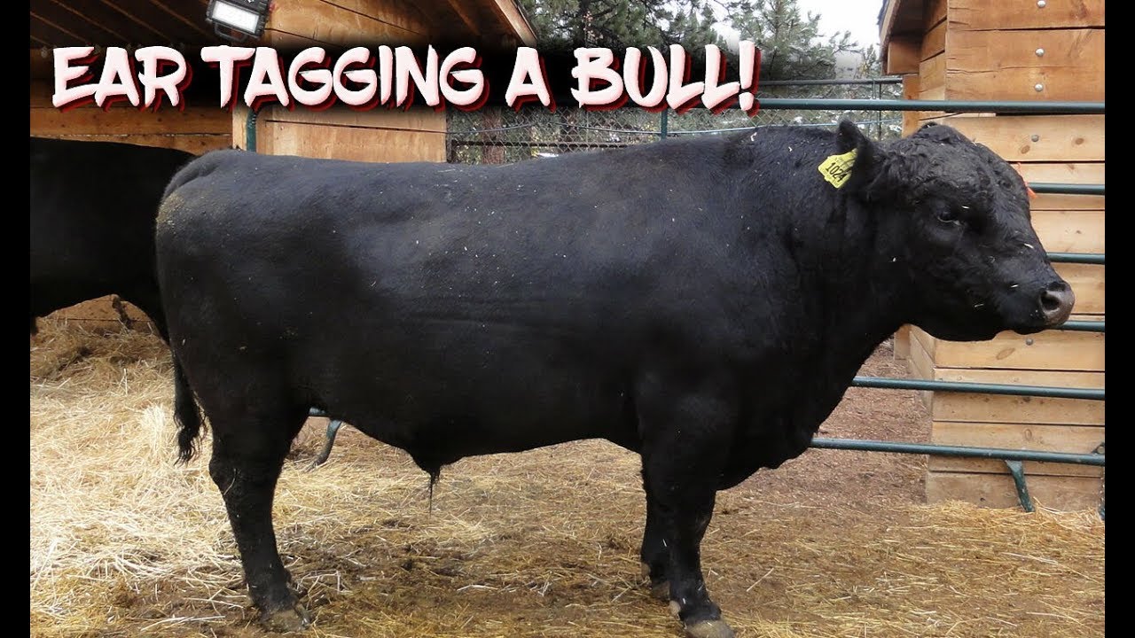 Ear Tagging a Bull! - YouTube
