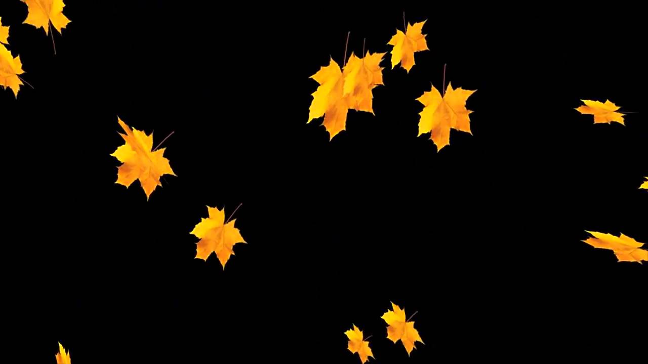 Video footage Falling Leaves 2 - YouTube