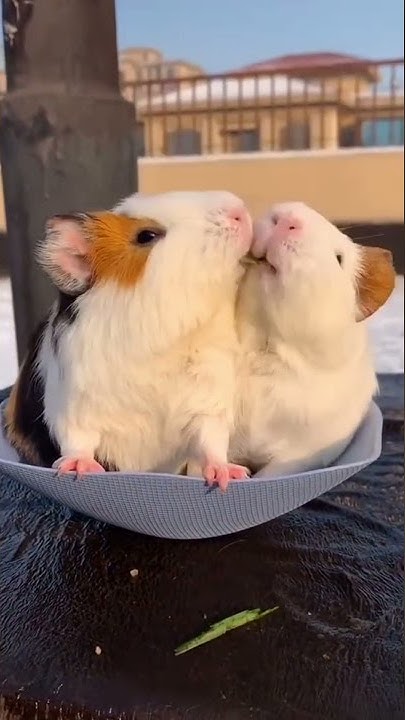 Is That Hamster Kiss | Hamsters Funny And cute Videos #shorts - YouTube