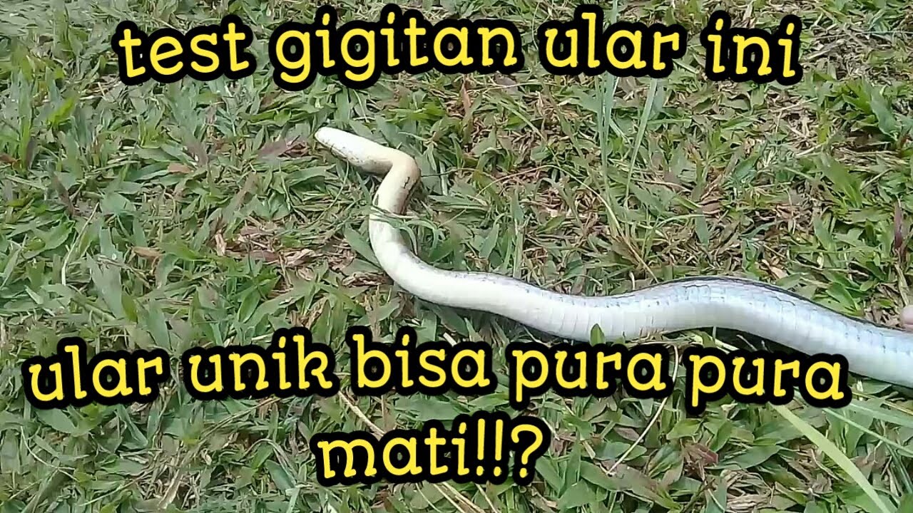 Ular Sapi Bisa pura pura mati - YouTube