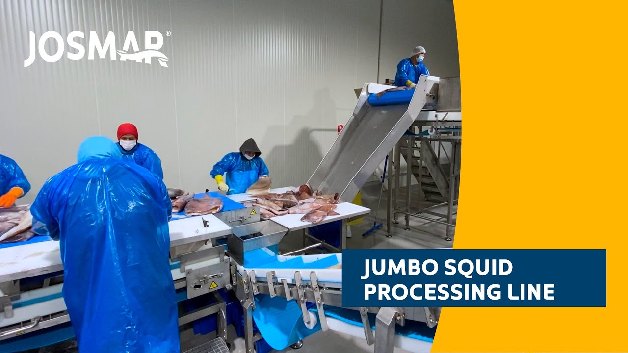 Jumbo squid processing line - YouTube