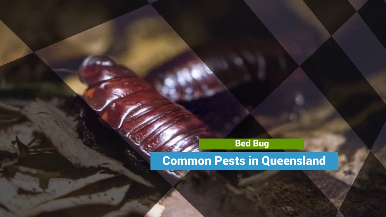 The Complete Queensland Pest Control Guide - YouTube
