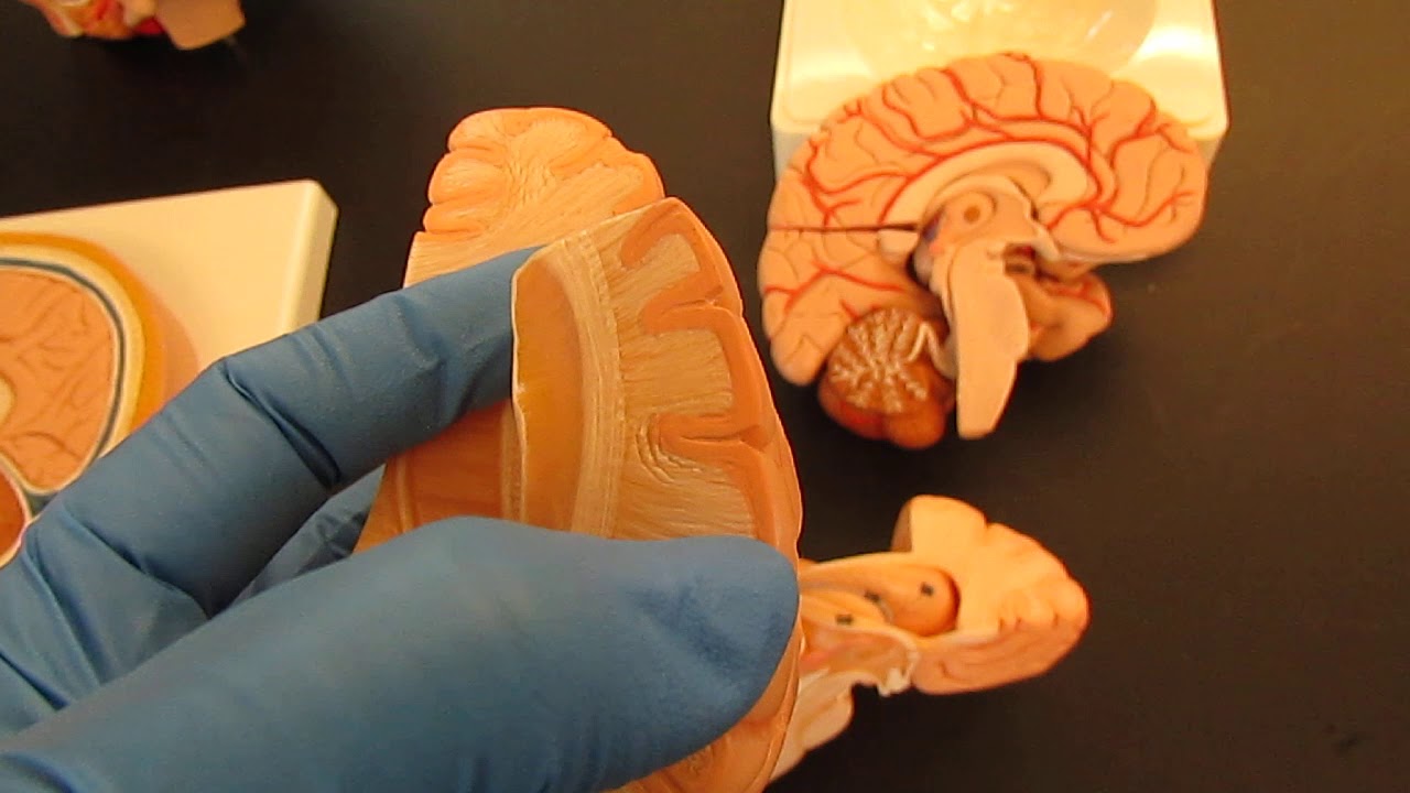 Brain Anatomy, Part 4: White vs. Gray Matter - YouTube