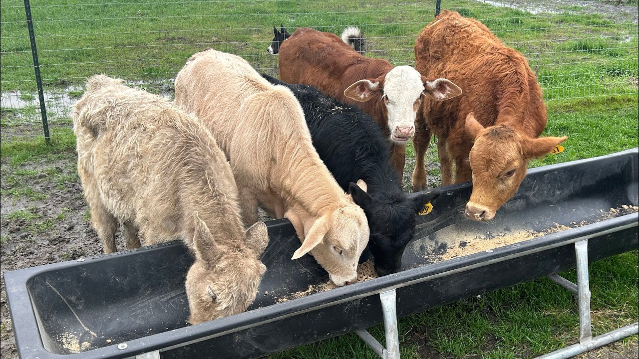 In Depth Look At Preconditioning Lightweight Calves and Commodity ...