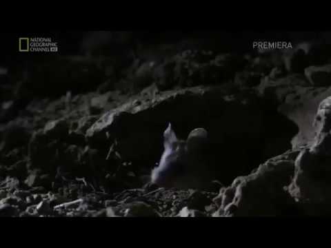 Funny mouse screaming must watch - YouTube