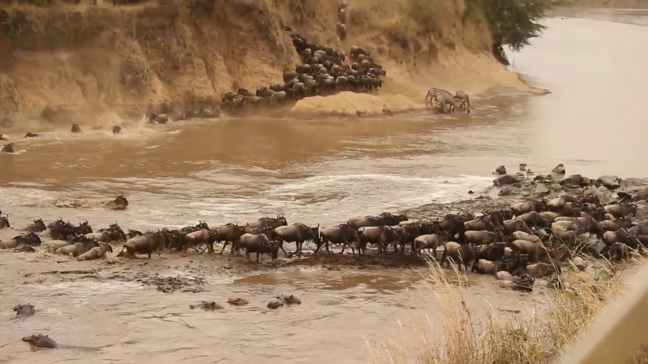 Great Migration - Crocodile vs Wildebeest on Mara River September 2017 ...