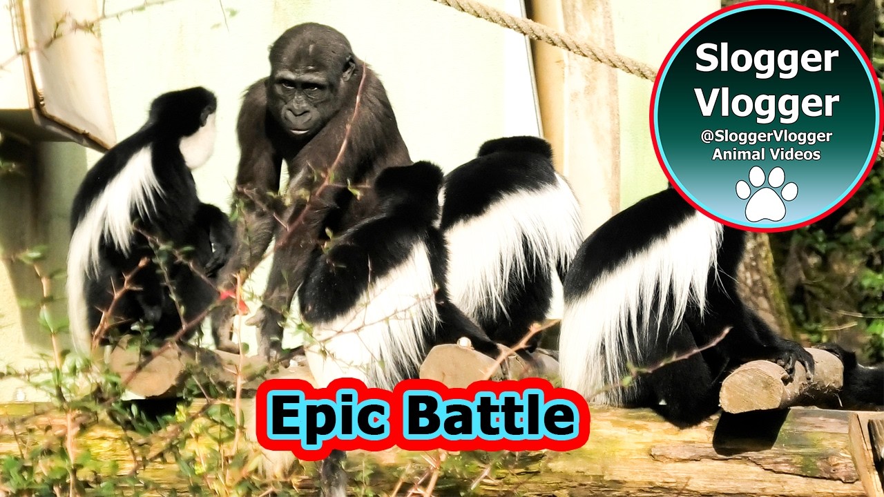 Epic Primate Play Gorilla Youngster Takes on Colobus Monkeys - YouTube