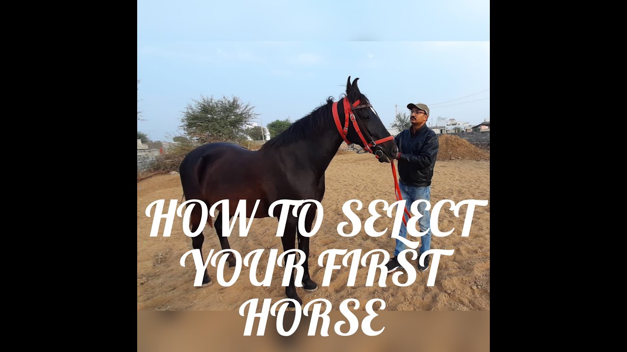 How to select your First Horse | Which breed is best for first time ...