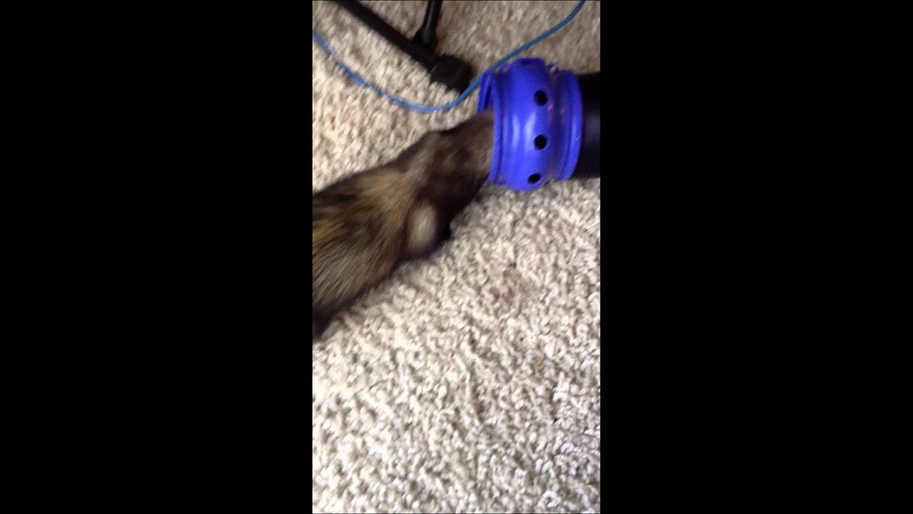 Buck Fat Ferret being hyper and playful! - YouTube