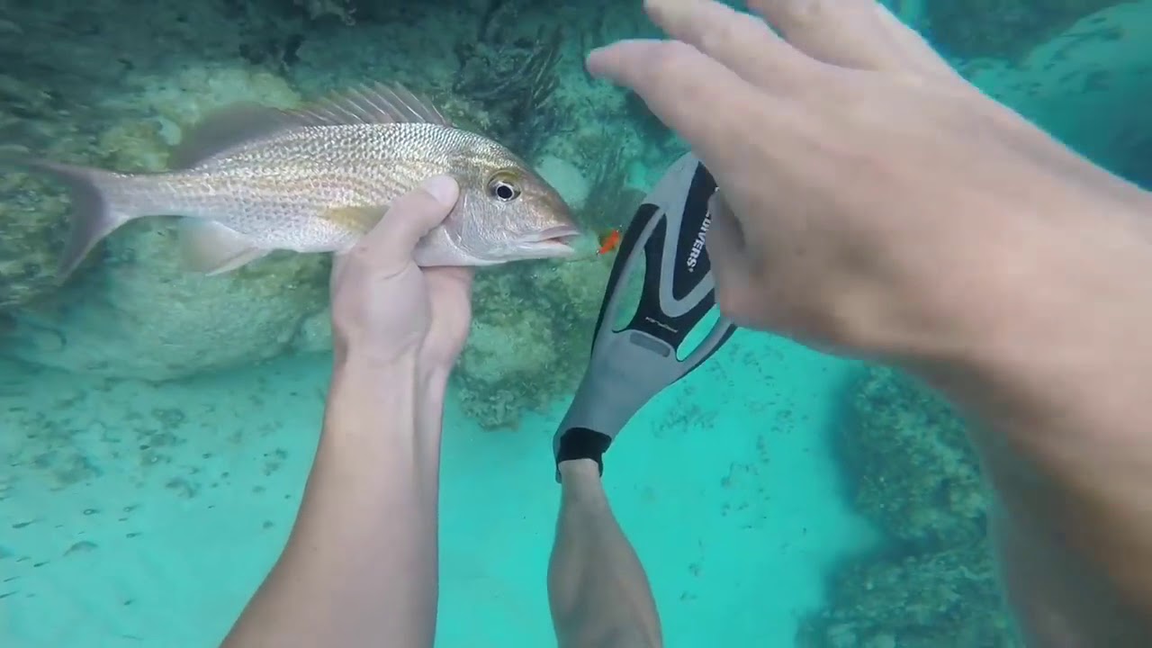 Reef fishing cancun - YouTube