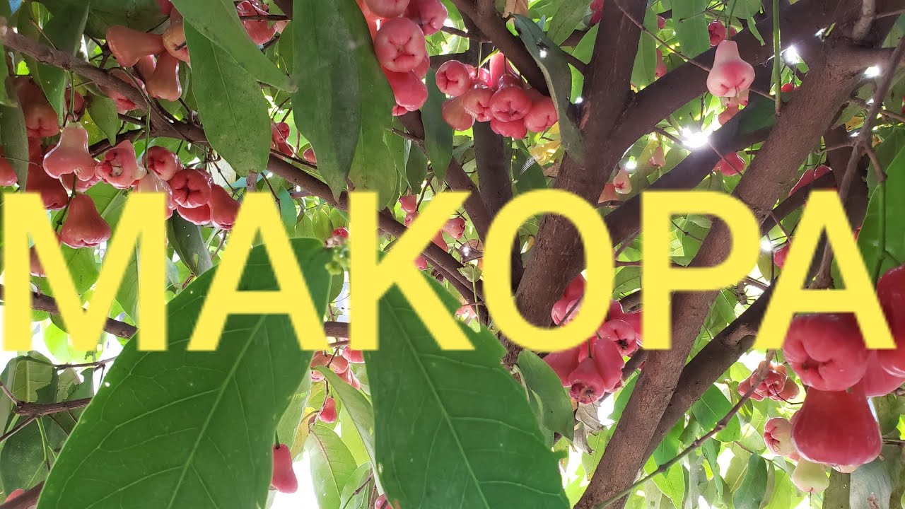 MAMITAS TAYO NG MAKOPA - YouTube