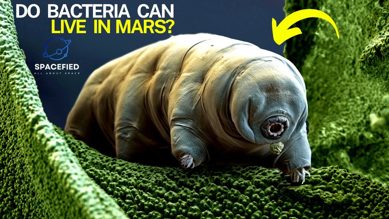 Is Mars Hosting Life? Scientists Reveal Bacteria Can Survive on the Red ...