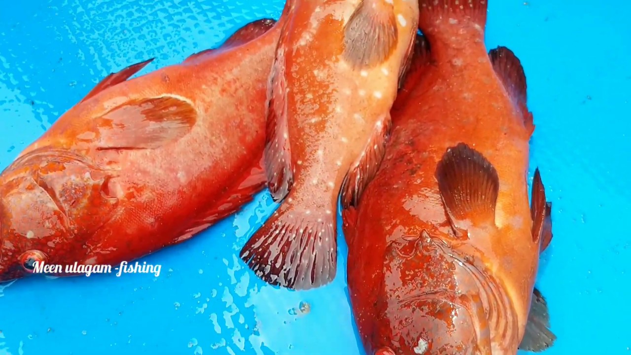 Red grouper fish catching in sea - YouTube