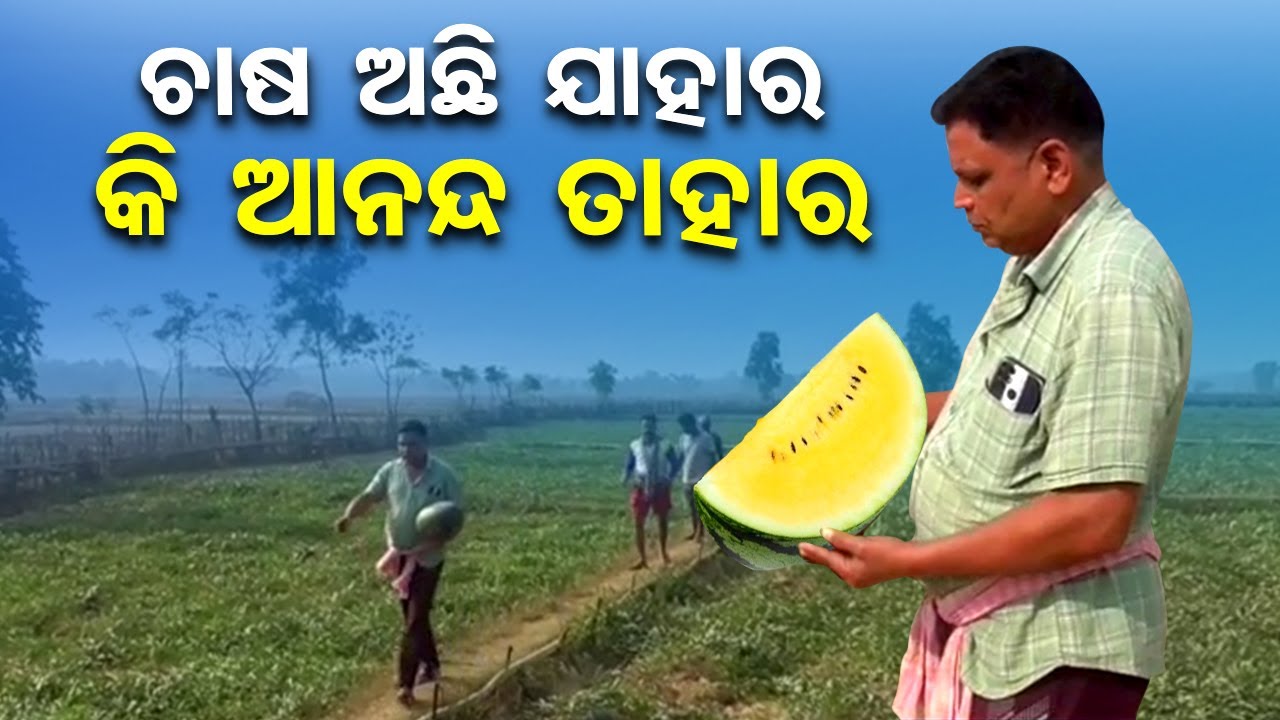 Farmers expecting good profit through yellow watermelon farming in ...