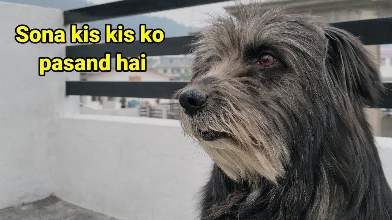 Gaddi Dog Bhalu #bhalu#dog#doglover#shortsdog#dogs#animals - YouTube