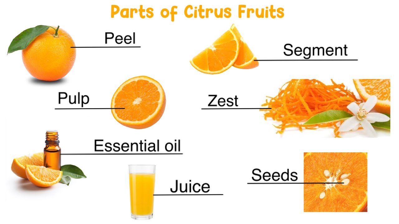 Parts Of Citrus Fruits - English Vocabulary / Learn with me - YouTube