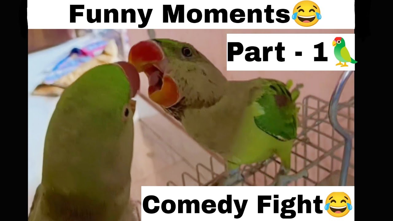 Comedy parrots fighting | तोते की लड़ाई Fight ho to aisi 😂 - YouTube