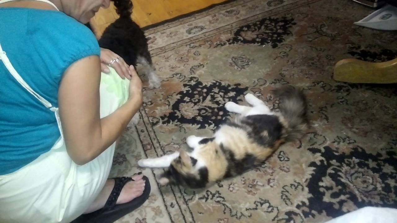 Orbs playing with pets - YouTube