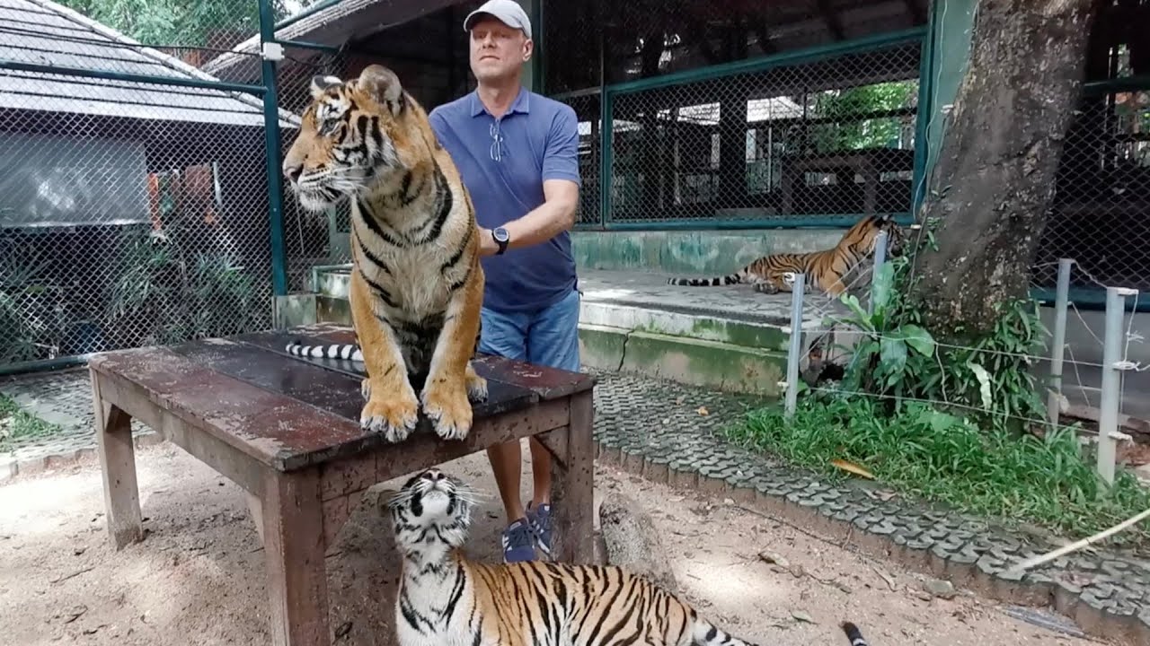 Encountering Tigers at Tiger Kingdom | From Baby Tigers to Majestic Big ...
