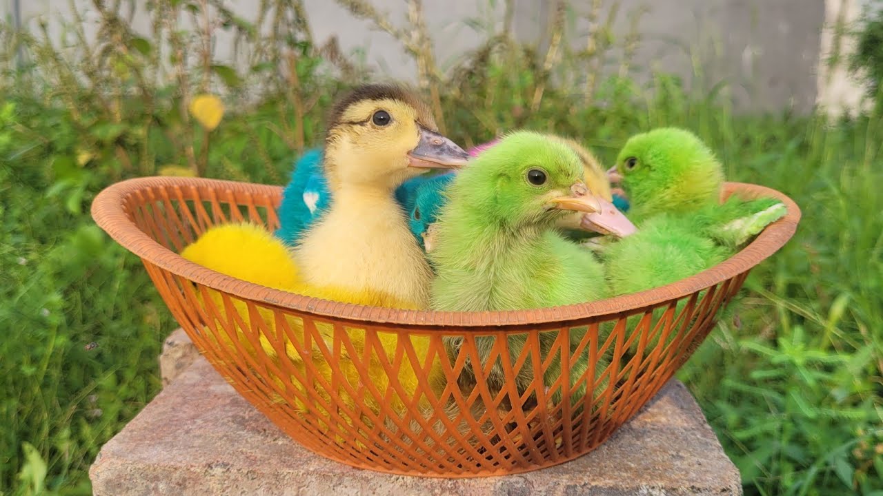 Menangkap ayam warna warni,ayam rainbow,ayam lucu,hamster,bebek angsa ...