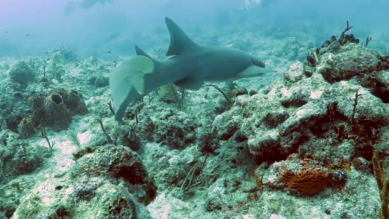 Friendly Shark - YouTube