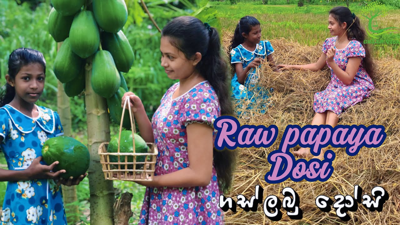 Red lady raw papayas! How to make delicious raw papaya Dosi.. sweet ...