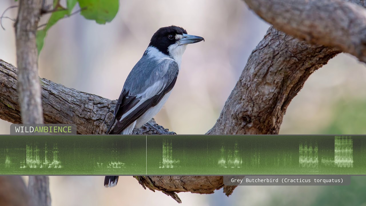 Grey Butcherbird Calls & Song - YouTube