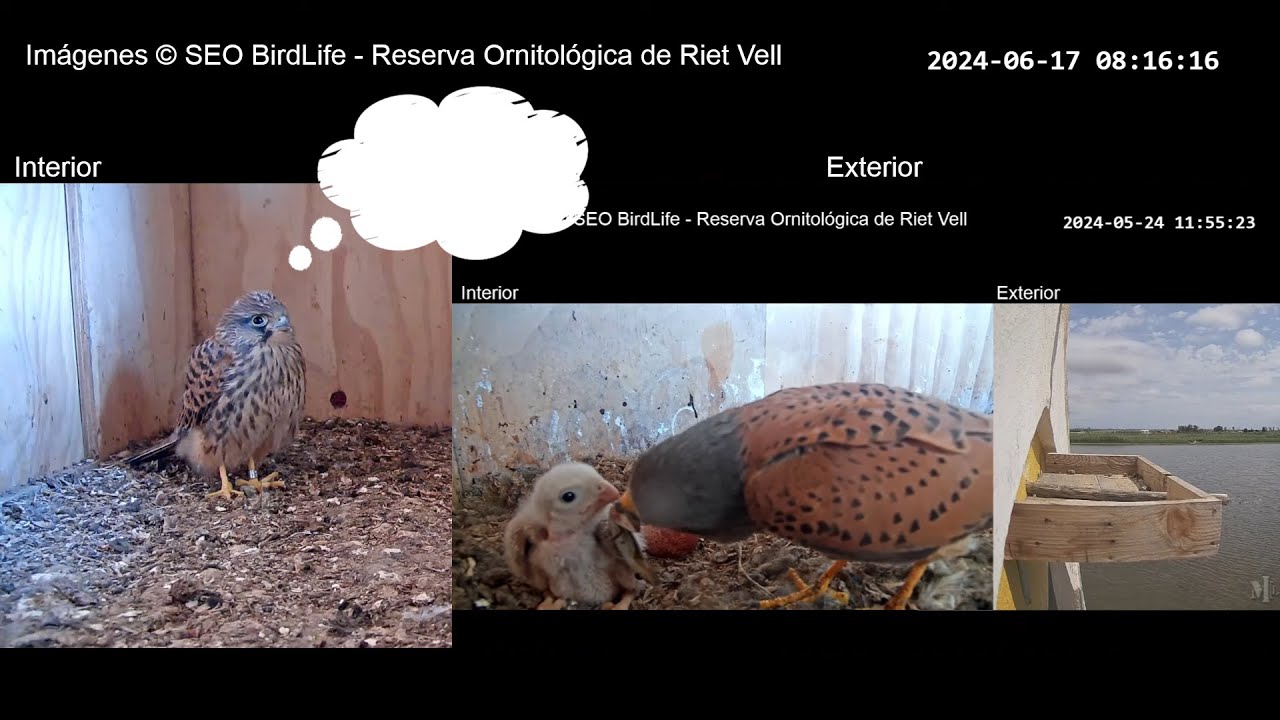 17-6-2024. El pollito se hace juvenil y vuela. parte 1.(Minutos previos ...