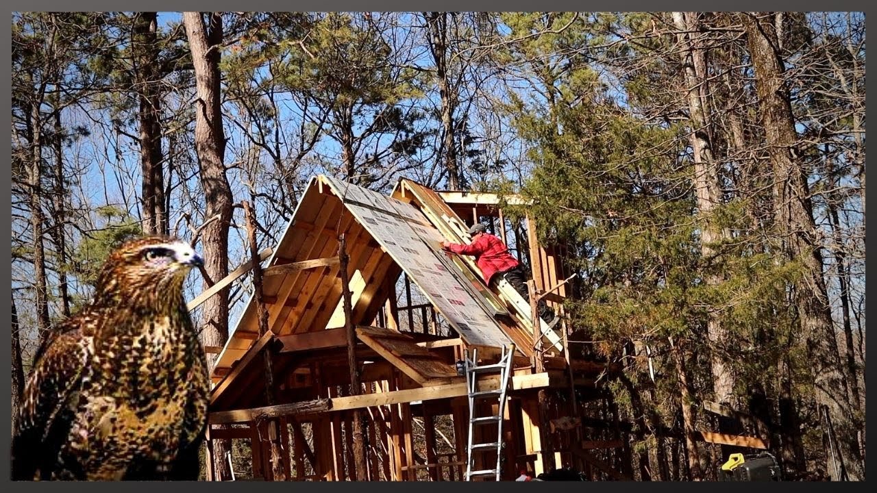 Trying To Figure Out A Name For My Pet Hawk and Building A Tiny House ...