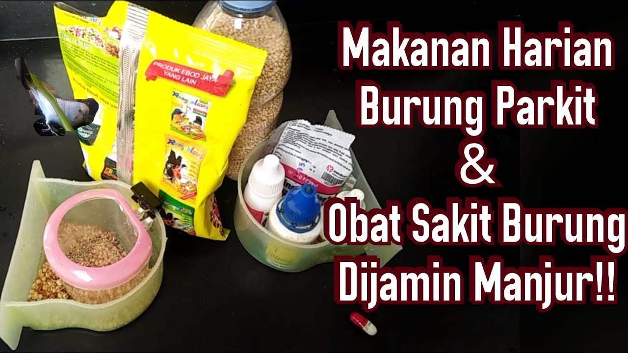 Makanan Parkit Biar Gacor | Obat Burung Sakit - YouTube