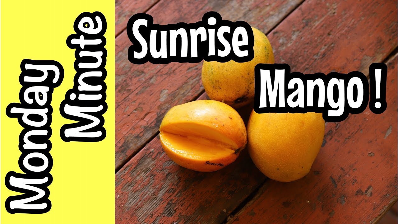 Monday Minute- 'Sunrise' Mango 2019! - YouTube