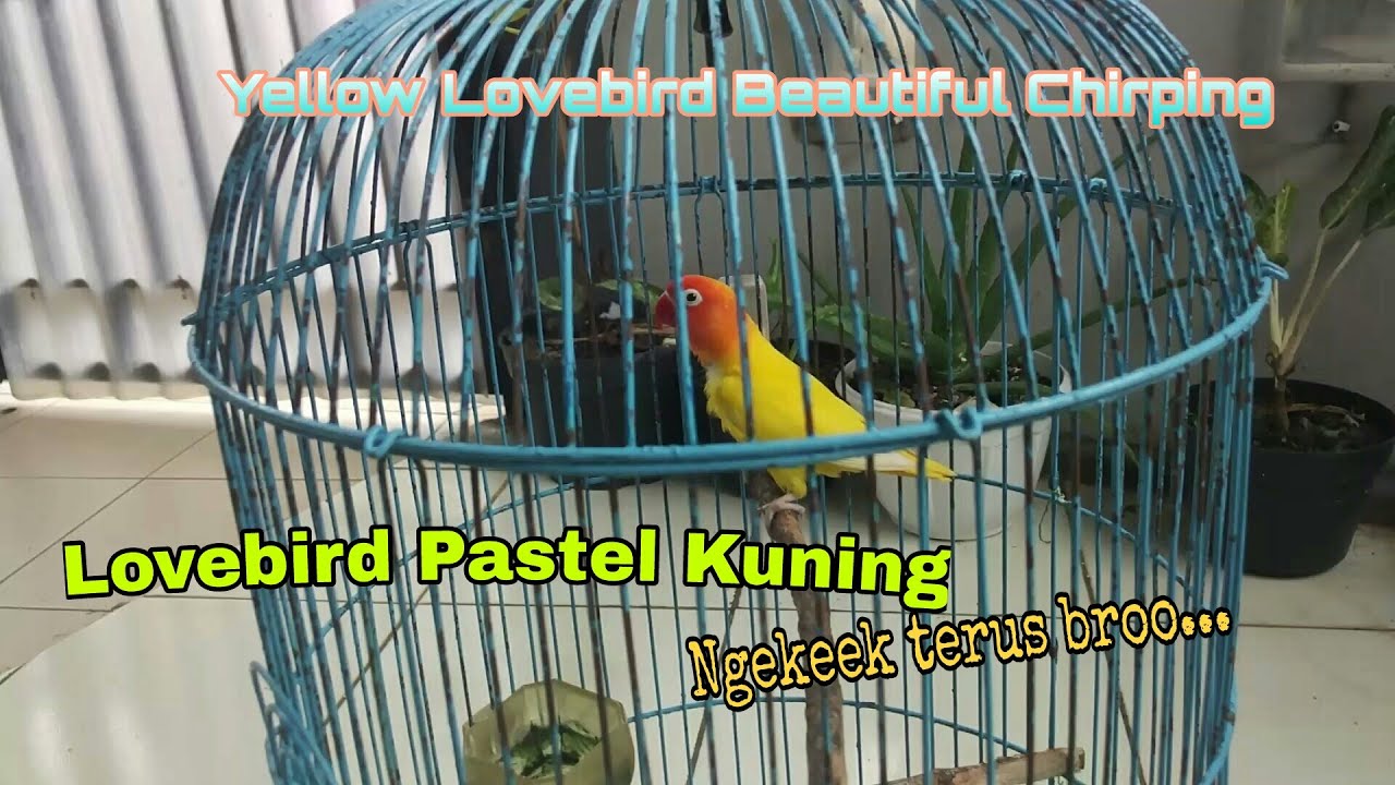 Lovebird Pastel Kuning || Yellow Lovebird Beautiful Chirping - YouTube