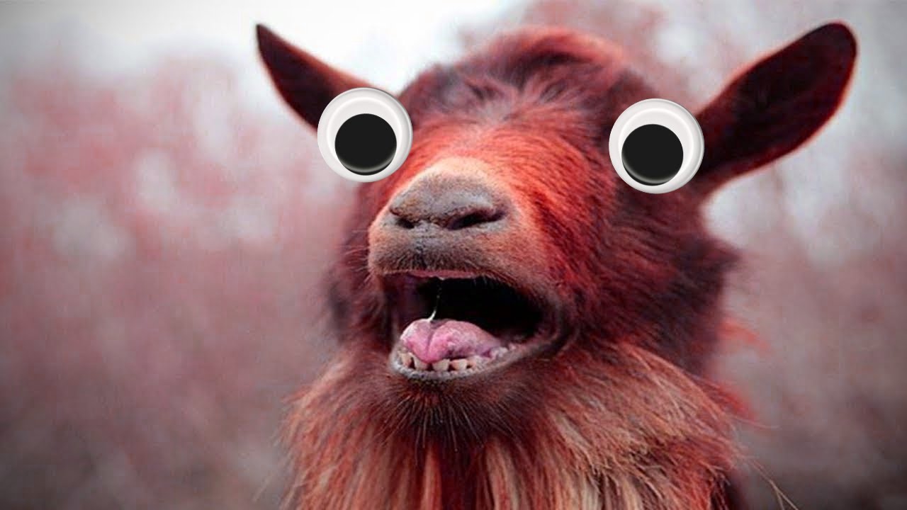 Goat Scream - Sound Effect (HD) - YouTube