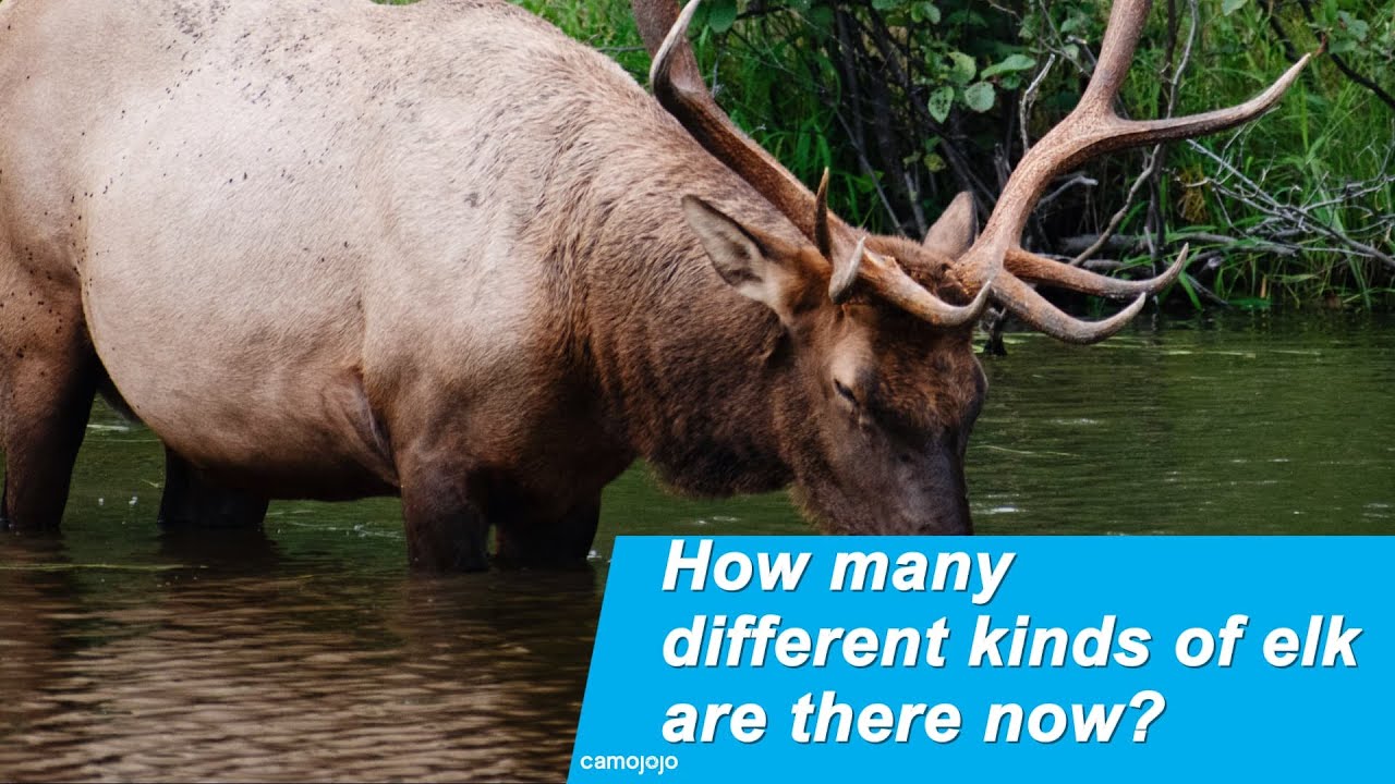 【Camojojo】Find out 4 different kinds of elk species - YouTube