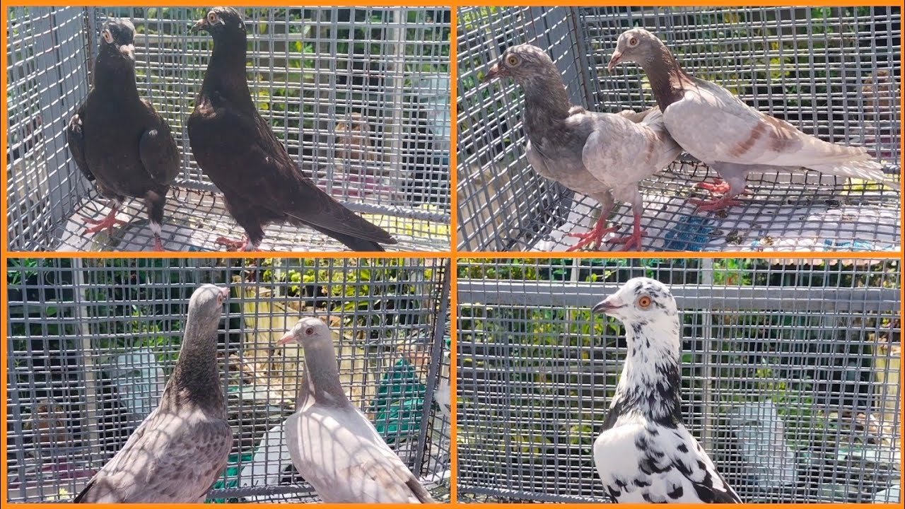 Parava chicks for sale/loft update /new cage setting / new parava ...