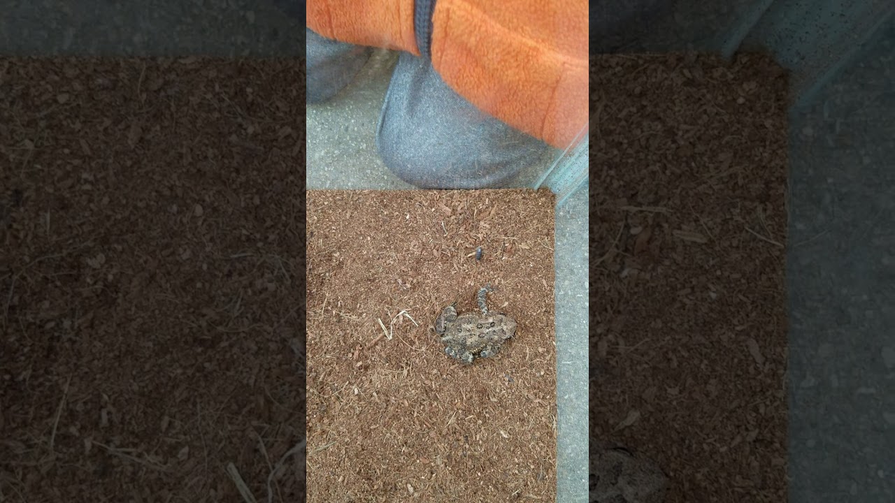 Toad eats rolly polly - YouTube