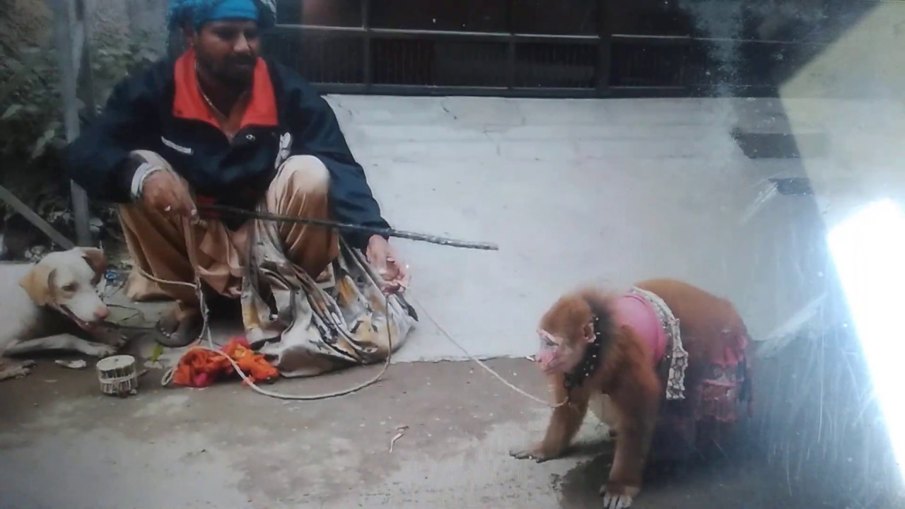 Monkey dance part 2 - YouTube