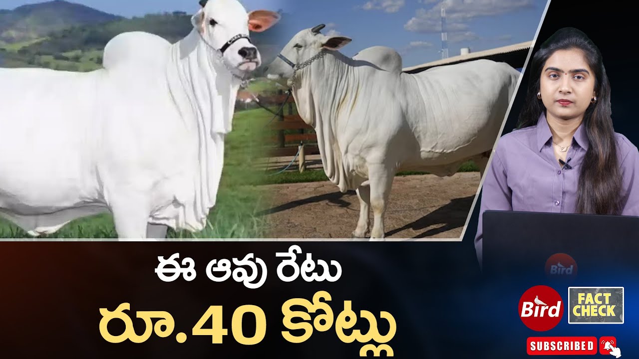 ఈ ఆవు రేటు రూ 40 కోట్లు | World's Most Expensive Cow RS.41 Crore | Bird ...