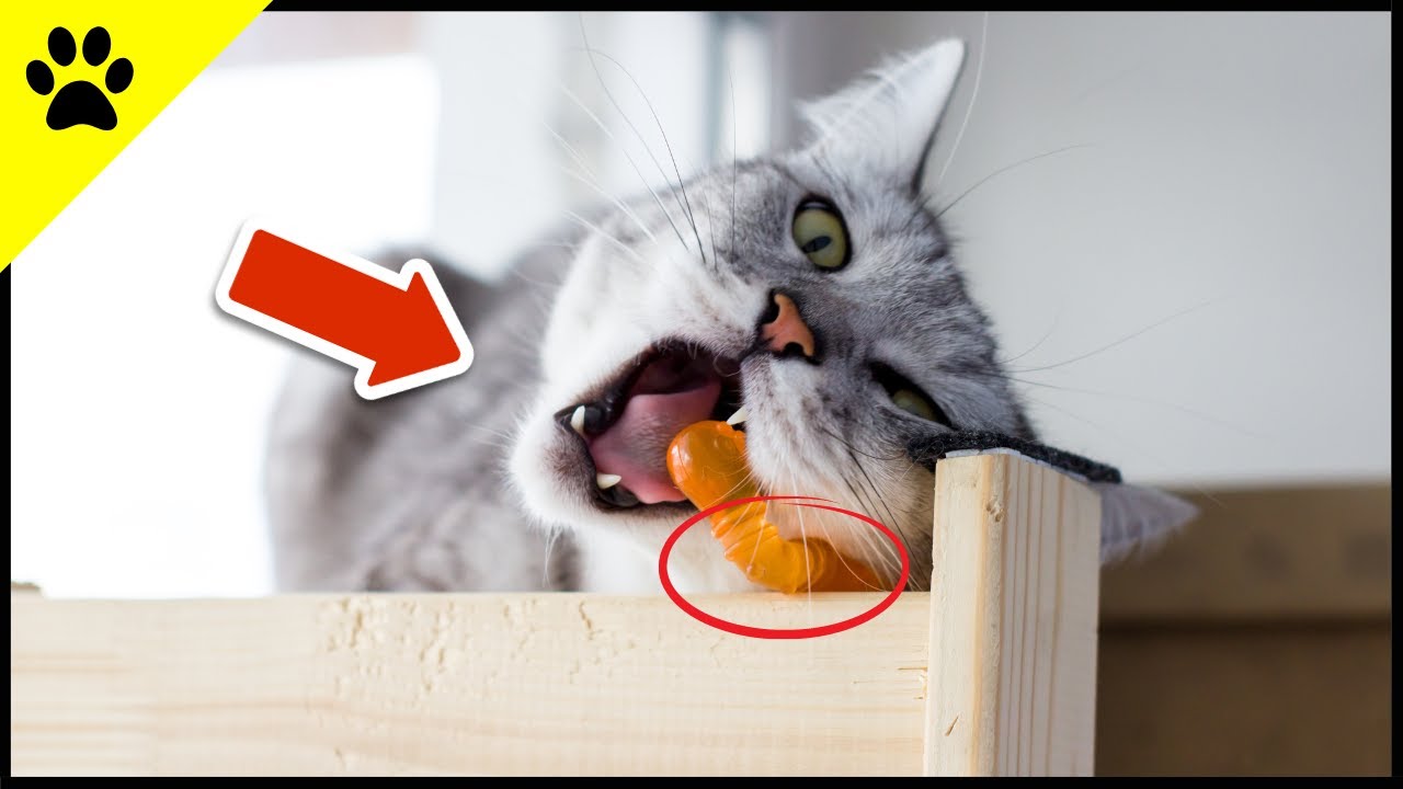 NEVER IGNORE This Syndrome In Your Cat 😱 (Fatal Consequences) - YouTube