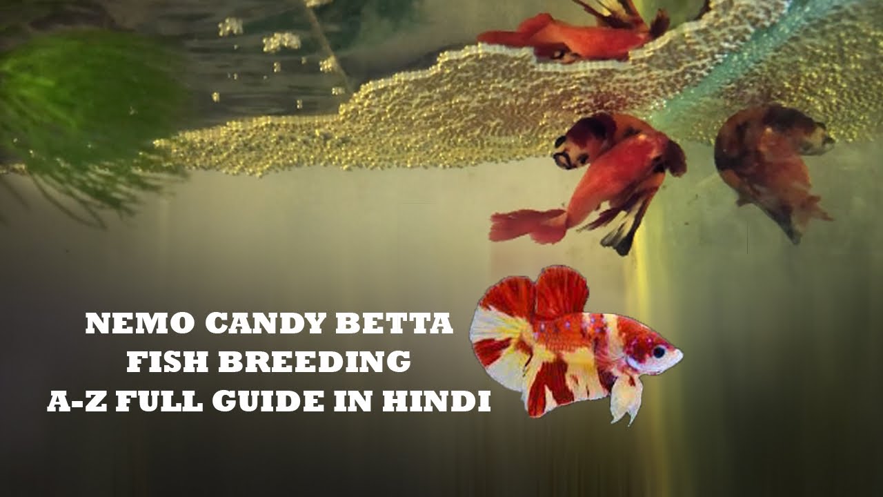 Nemo Candy Betta fish Breeding complete guide - YouTube