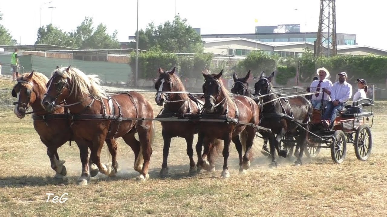 Tiri lunghi attacco a 6 cavalli TPR - San Savino 2018 - YouTube